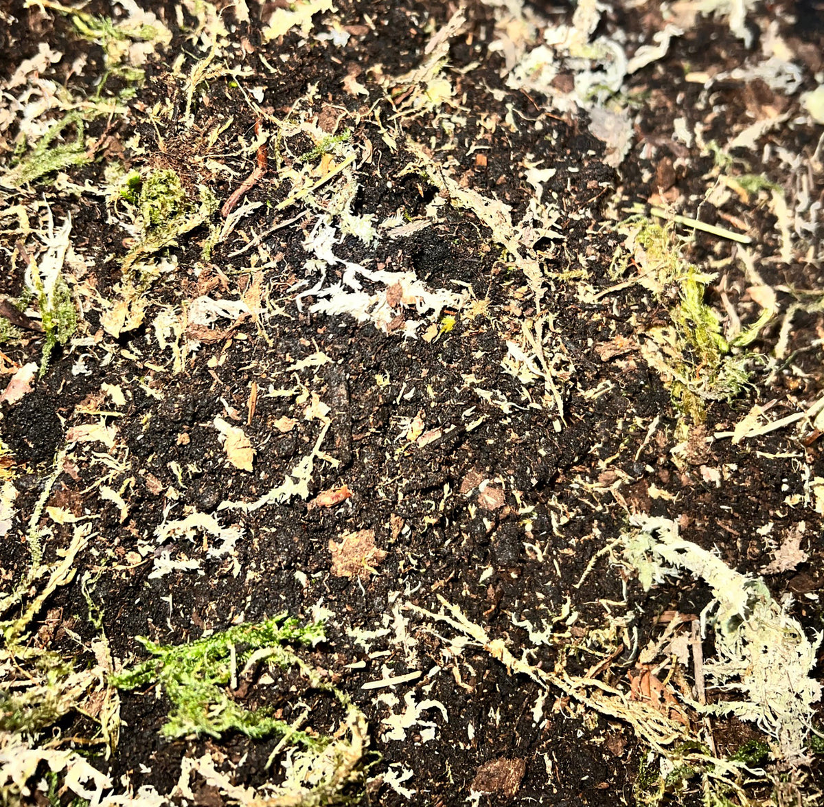 Bioactive Coconut-Free Substrate Complete Mix for Bioactive Setups ...